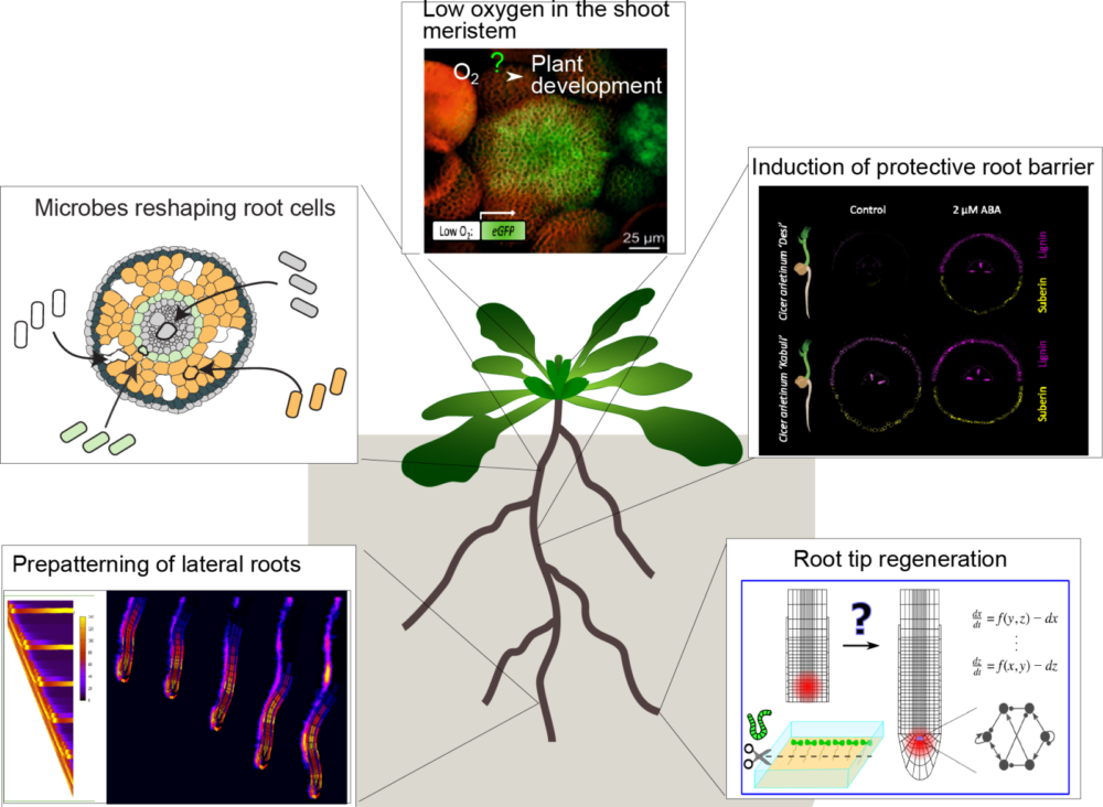 UU Plants – Plant science research and education at Utrecht University
